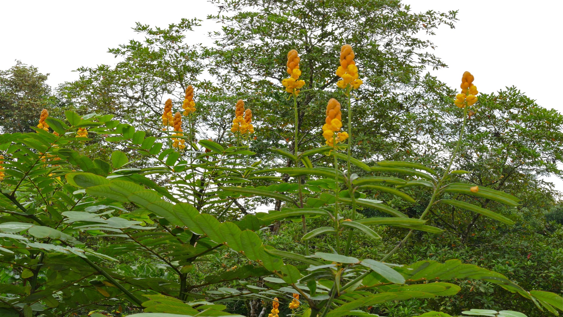 How Invasive Species Are Impacting National Park Ecosystems - Animals ...
